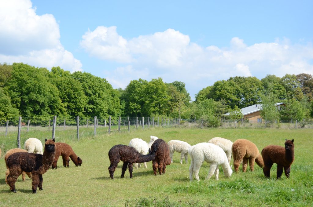 Élevage – Alpaga – Association française Lamas et Alpagas