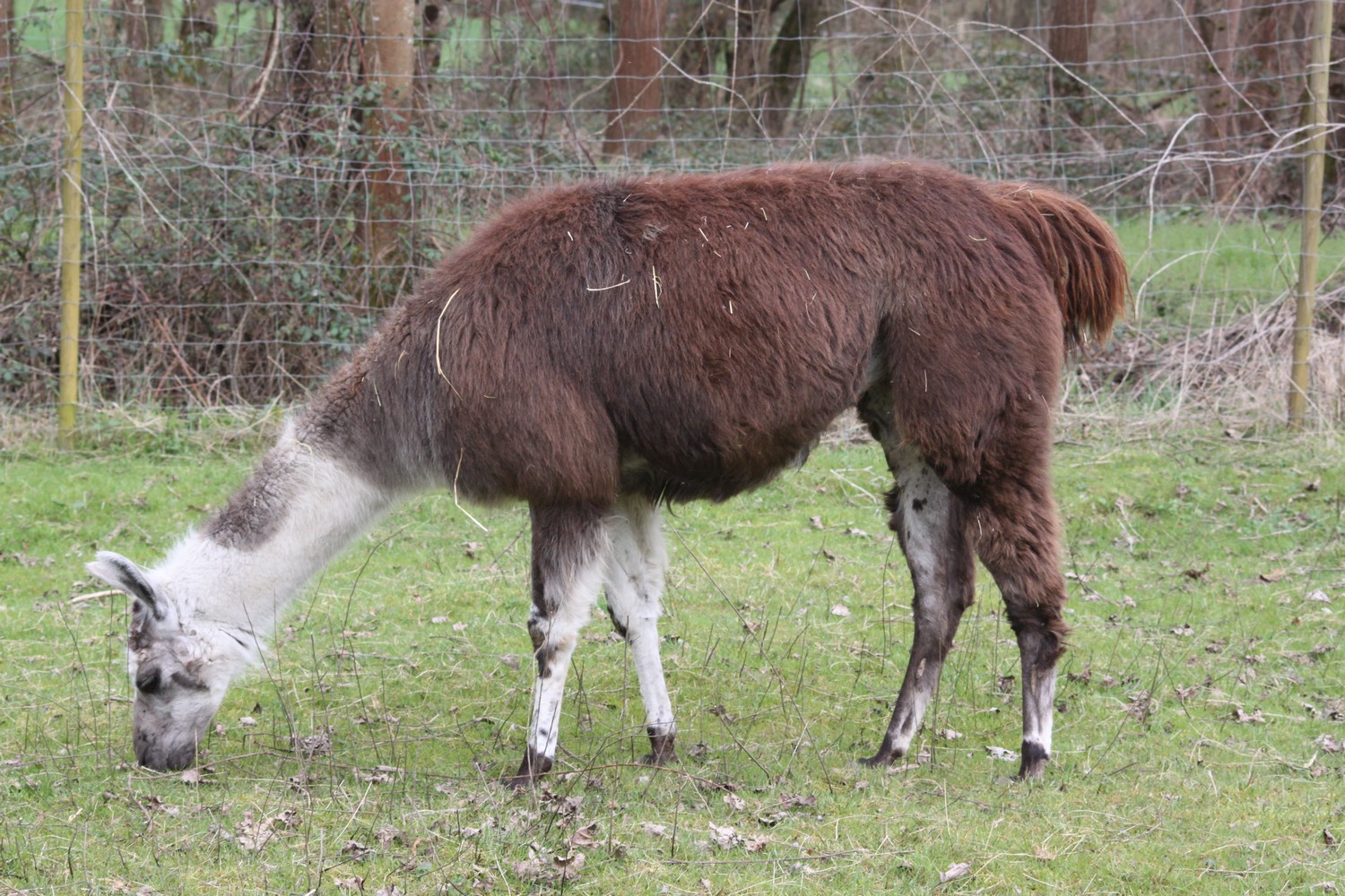 Femelle lama moyennement lainé - Association française Lamas et Alpagas
