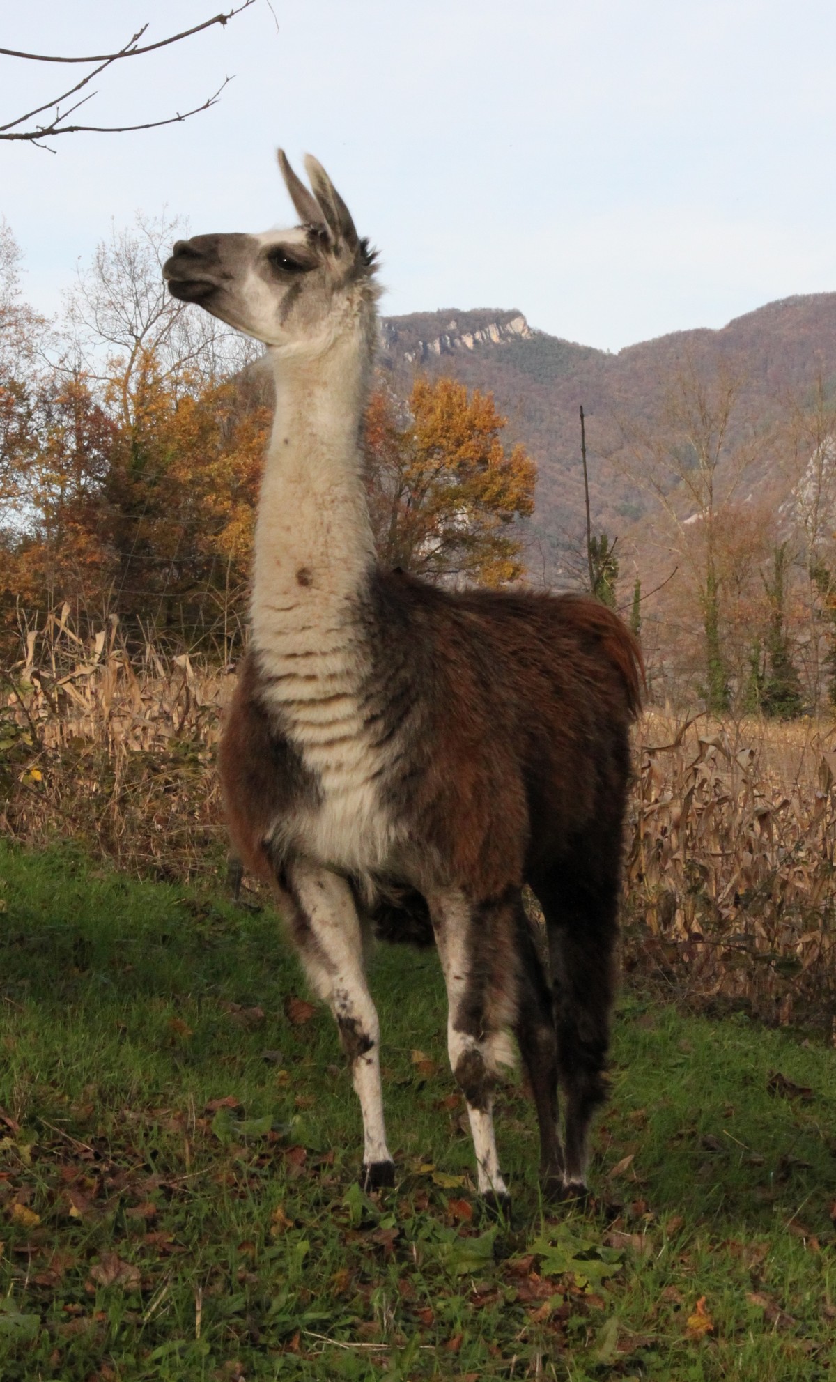 Femelle lama moyennement lainé - Association française Lamas et Alpagas