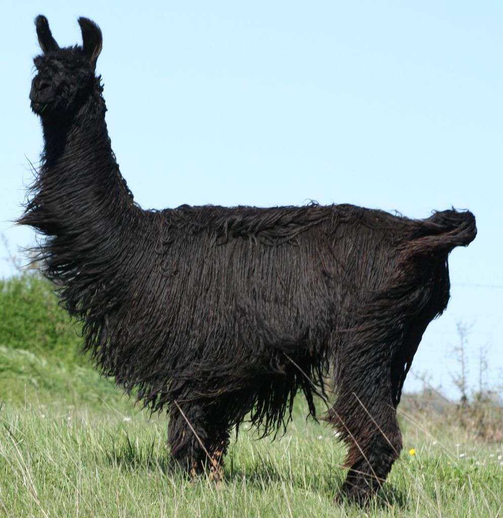 Les lamas des Granades - Association française Lamas et Alpagas