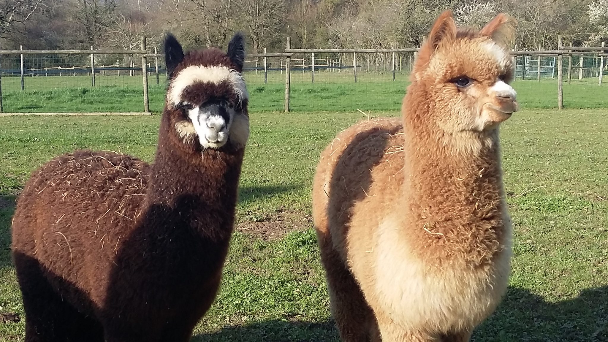 Élevage – Alpaga – Association française Lamas et Alpagas