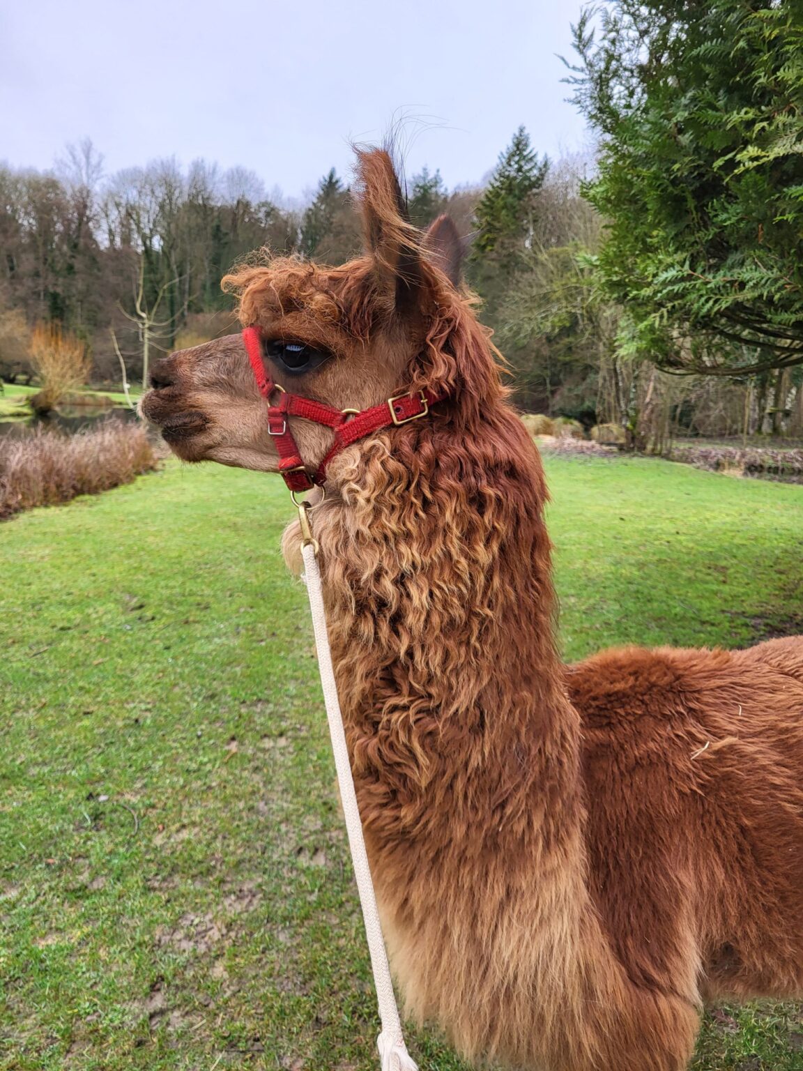 Élevage – Alpaga – Association française Lamas et Alpagas