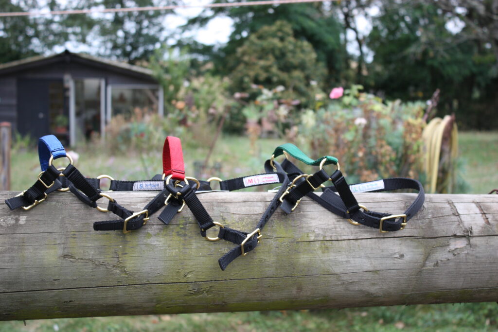 Set de Licol zephyr lama de taille S à L – Association française Lamas ...