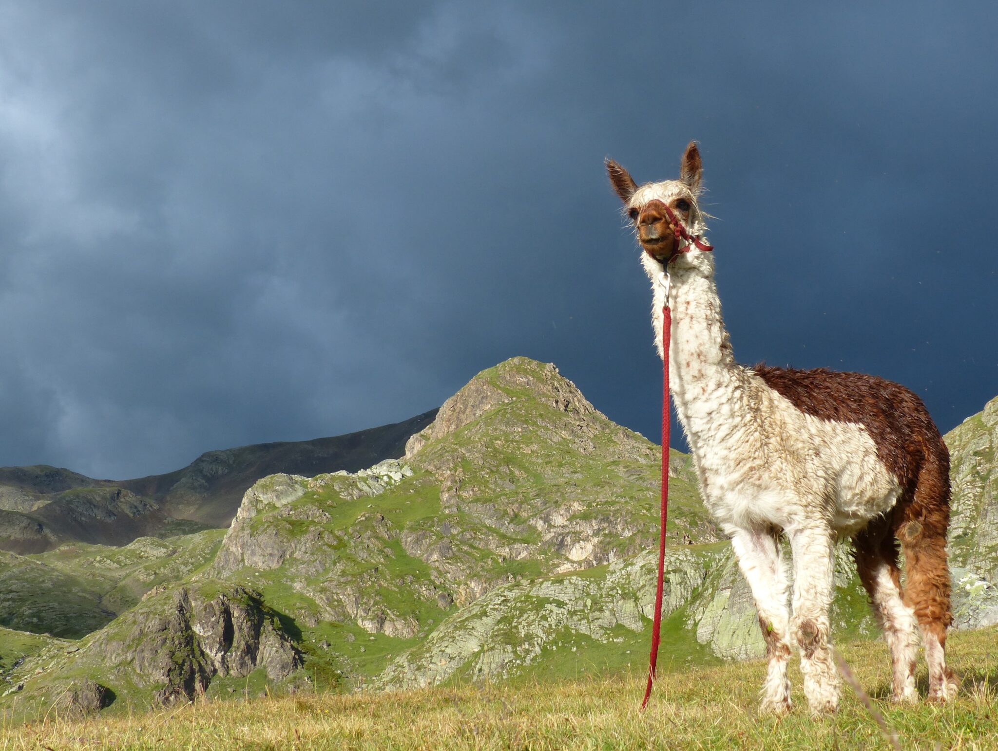Élevage – Alpaga – Association française Lamas et Alpagas